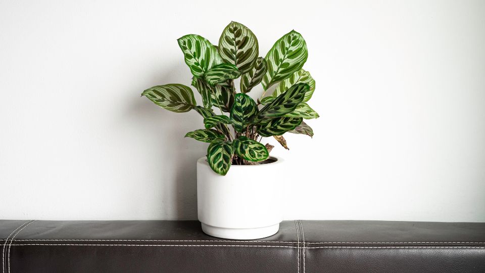 Calathea (Calathea) plantare, ingrijire, sfaturi utile - Flori și Sfaturi