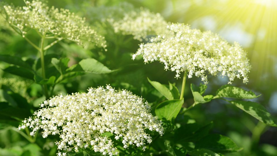 Când înflorește socul? - Flori și Sfaturi