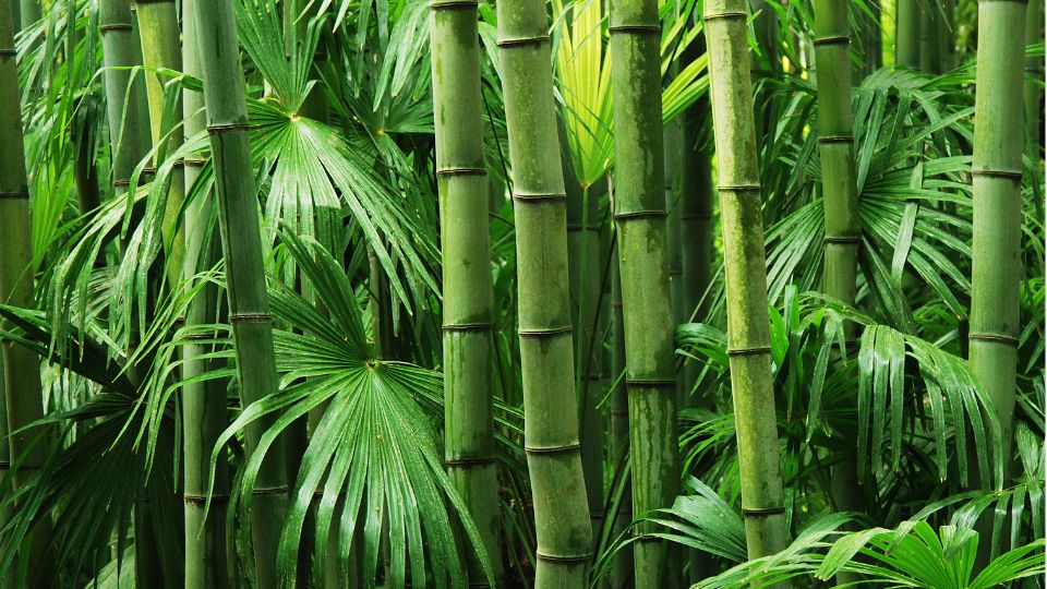 Despre bambus - sfaturi, îngrijire și cultivare - Flori și Sfaturi